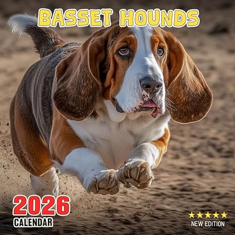 Amazon.fr - Basset Hounds Calendar 2026: A year of long-eared, gentle ...