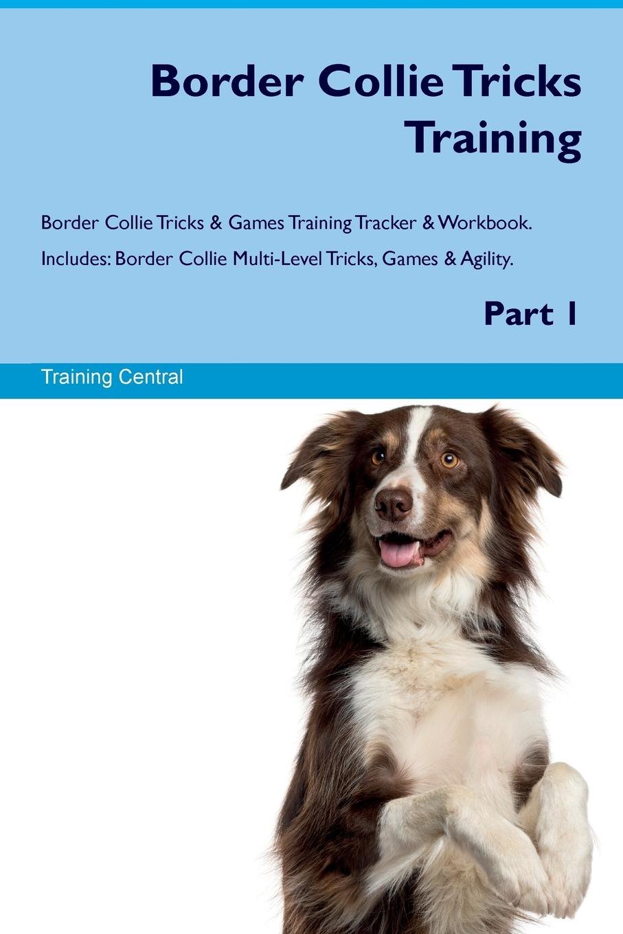 What Rank Of Intelligence Is A Border Collie