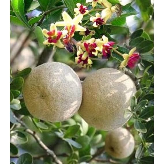 Wood Apple Kodbel Indian Bael Aegle Marmelos Live Plant Healthy Grafted ...