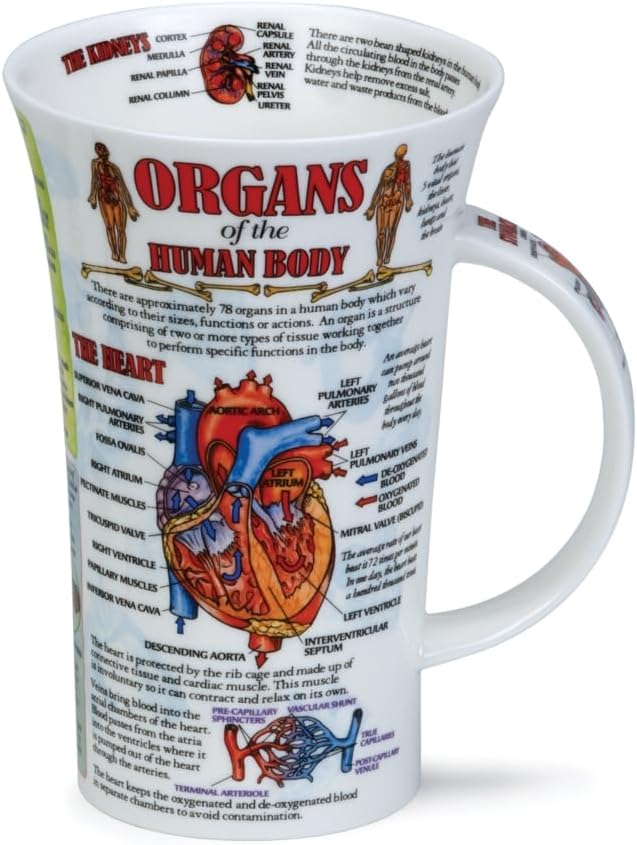 Amazon.com: Dunoon Glencoe Organs Of Human Body Mug : Home & Kitchen