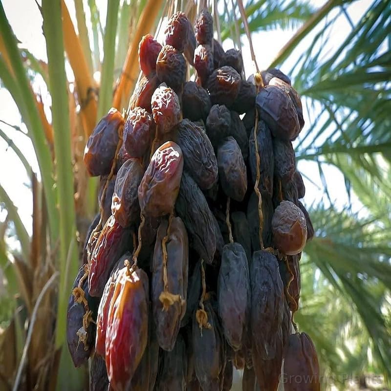 Growing Plants Live Dates Palm Ajwa Khurma Khajoor variety Arabian ...