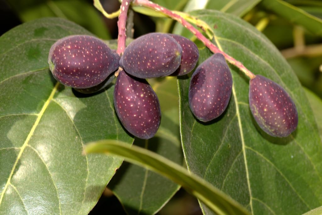 Green Horizon® Rare Live HARITAKI/MYROBALAN/KADUKKAI PODI/TERMINALIA ...