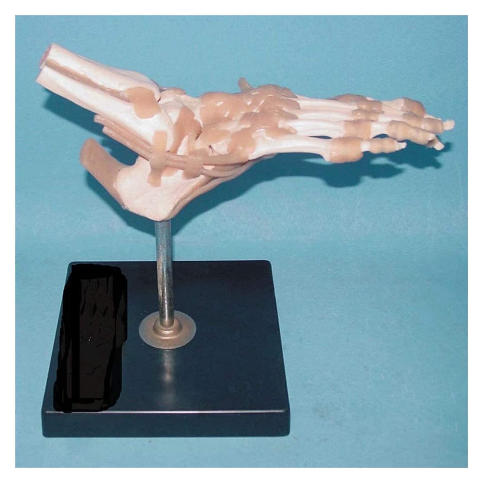 Buy Anatomy Model, Torso Model of The Human Body Model Educational ...