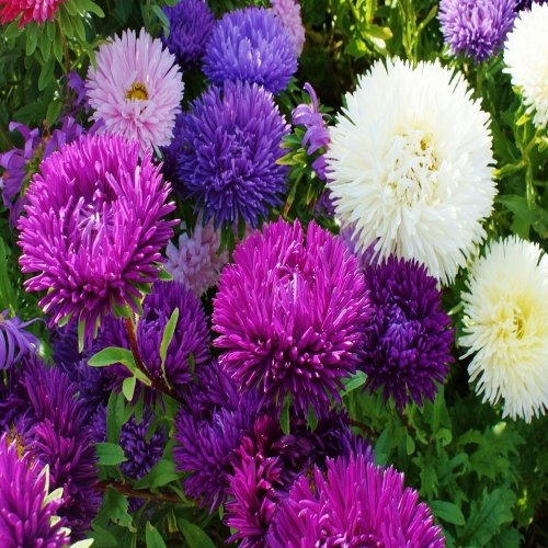 Kraft Seeds Aster Flower Seeds Dwarf Double Flower with Free 100g ...