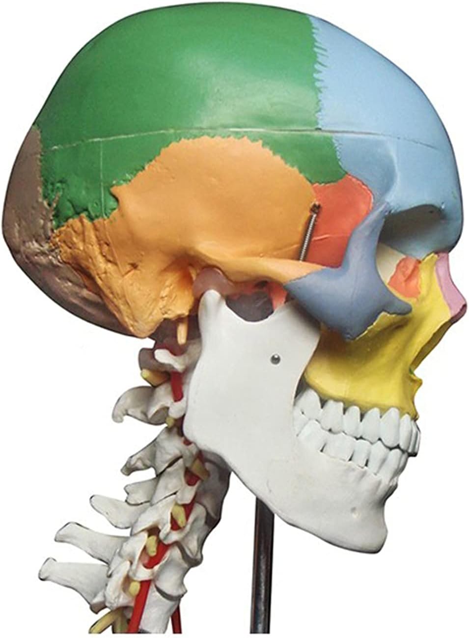 Human Skull Human Anatomy Skull with Cervical Vertebra Spine Model ...