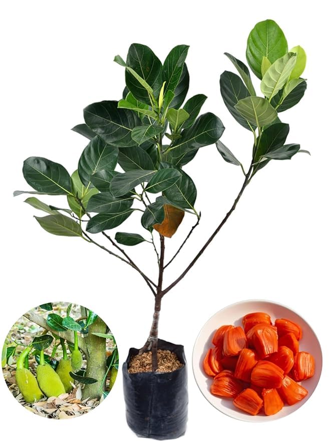 *Hybrid Grafted Jackfruit Plant, All Season Growing, Live Fruit Tree ...