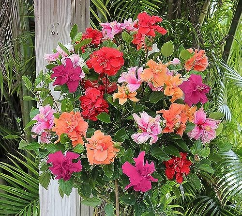 Multicolor Hibiscus Flower live Plant & Tree with pot minimum 5 to 8 ...