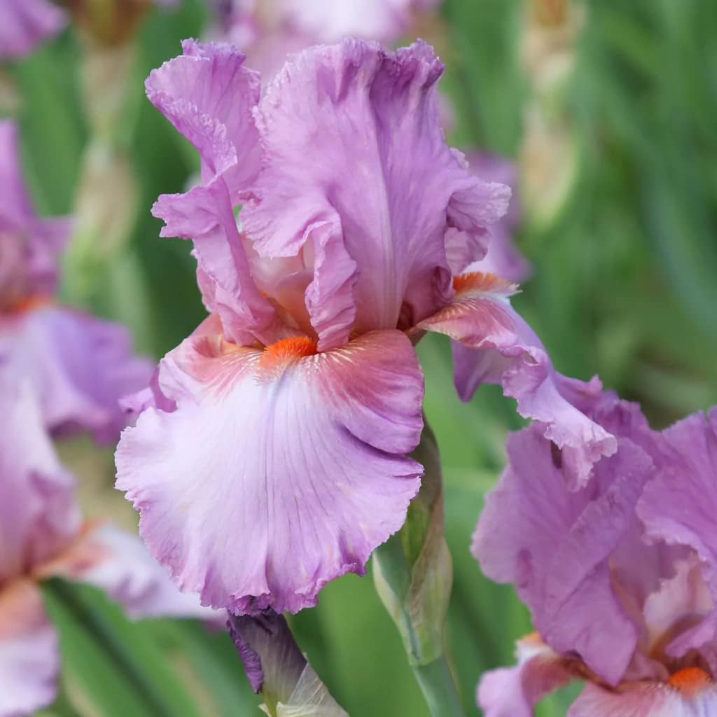 Amazon.com : Iris, Bulb (10 Pack) Dutch Mix, Perennial Iris Bulbs ...