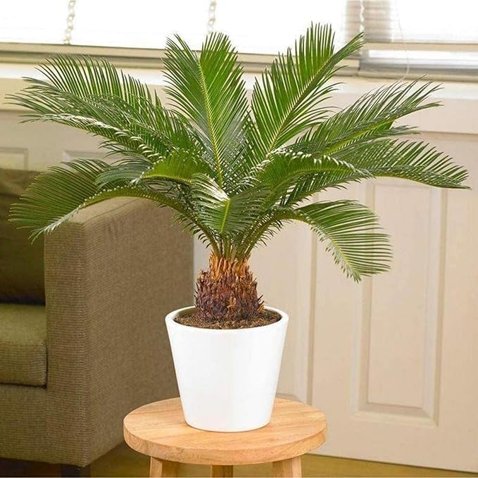 APOSOLUARD Cycas Live Plant Cycus Revoluta Sotetsu King Sago Cycad ...