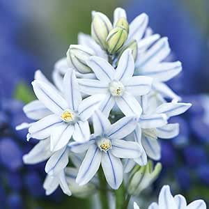 50x Russian Snowdrop Bulbs - Hardy Spring Flowering Bulbs for Garden ...
