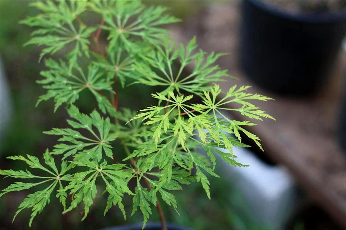 Acer Japonicum Green Cascade