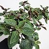 Amazon.com : 2 Plectranthus Swedish Ivy Plants Live to Grow, in 4 Inch ...
