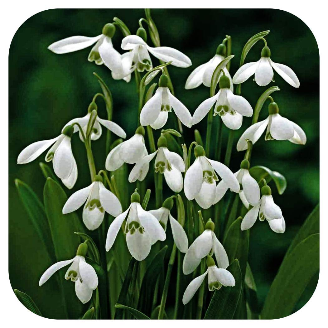Snowdrop Bulbs Single Snowdrops Galanthus X 50 Spring Flowering Bulbs ...