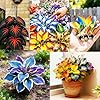 imported Multicolor Hosta Flower Seeds for Home and Garden(RAINBOW ...