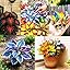 imported Multicolor Hosta Flower Seeds for Home and Garden(RAINBOW ...