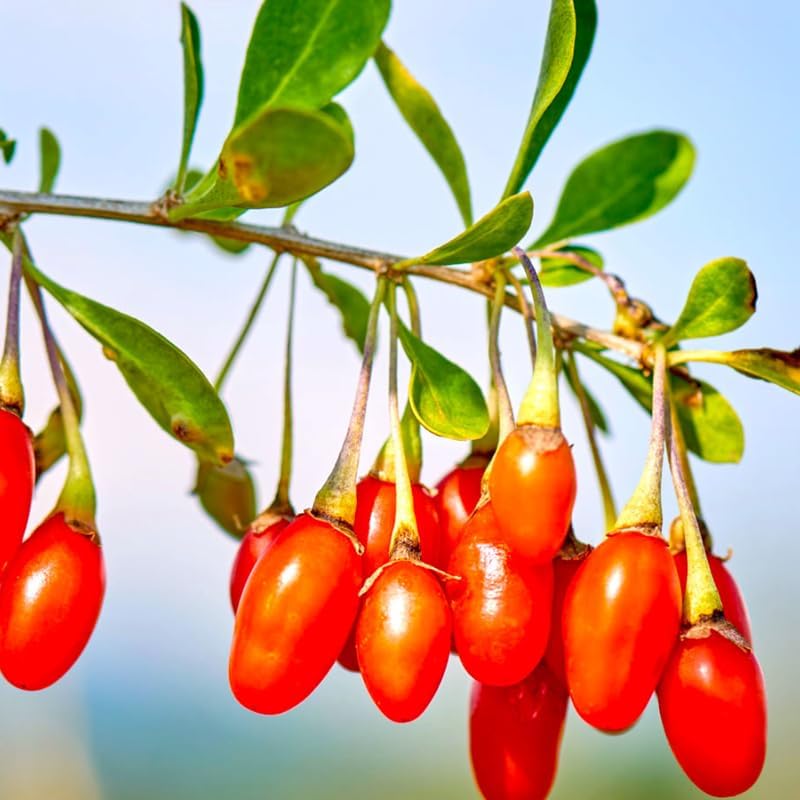Amazon.com : 3 Red Goji Berry Plants Live 4 to 8 Inch Tall, Sweet Goji ...
