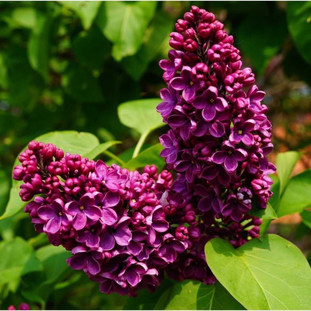 Amazon.com : Live Purple Lilac Plant, Fragrant Syringa Flower Starter ...