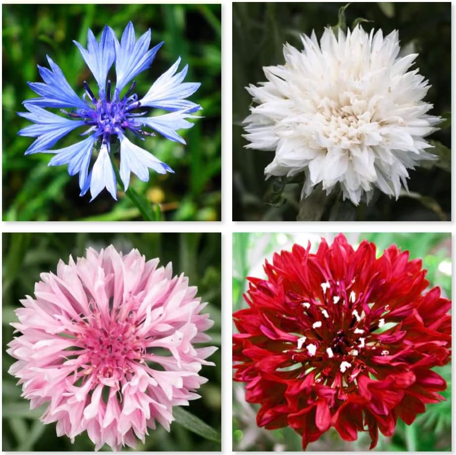 Cornflower Tall Mixed Seeds Blue red Pink White - Colorful and Vibrant ...