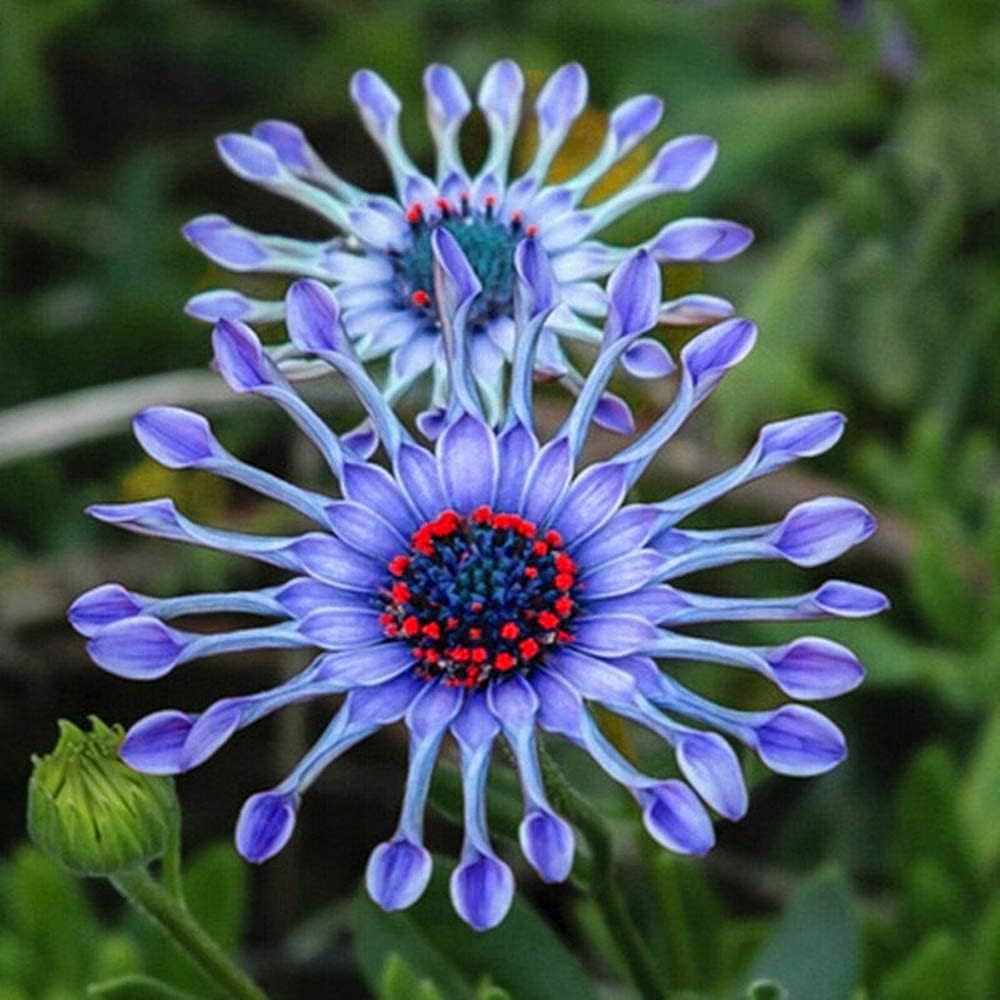 Amazon.com : 100+ Rare Blue Daisy Colorful Flowers Seeds Garden Plants ...