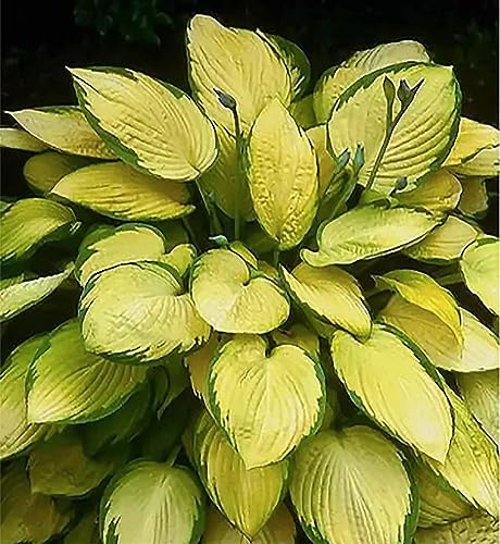 Amazon.com : Gold Standard Hosta - Shade Plant 24" Tall : Patio, Lawn ...