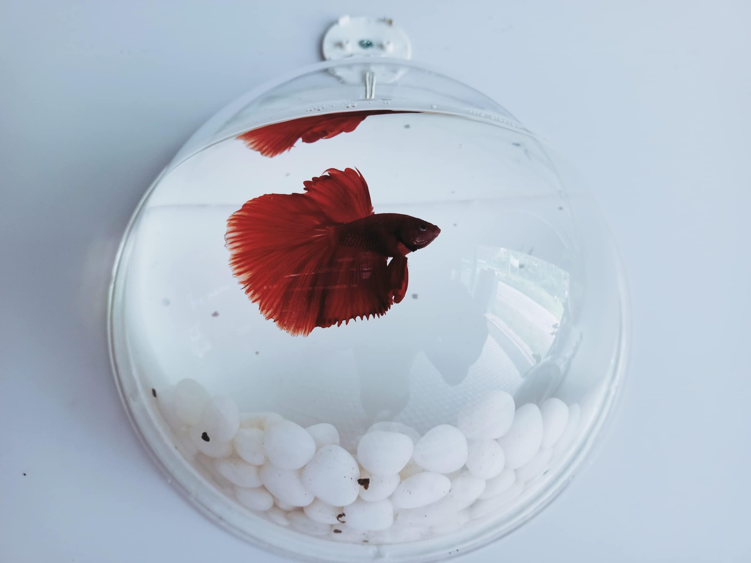 TWINS TWINS Wall Hanging/Wall Mounted Fish Bowl 8 inch with Free ...