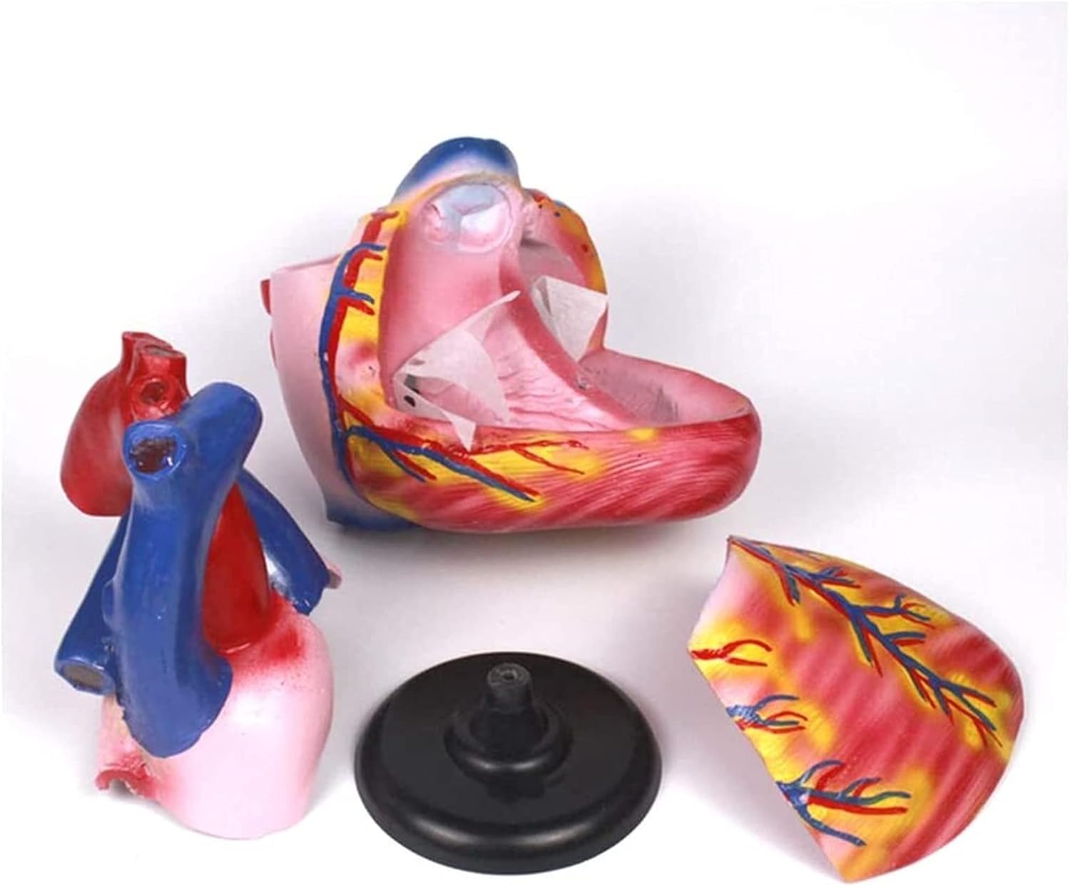 ZAPION Modelos de Torso y Esqueleto Anatómico, Modelo de corazón Modelo ...