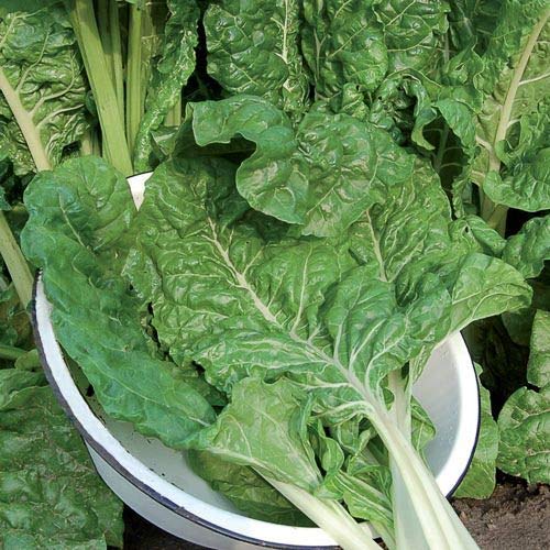 Buy 1 Oz (Approx 1400 ) of Fordhook Swiss Chard, Beta vulgaris VAR ...