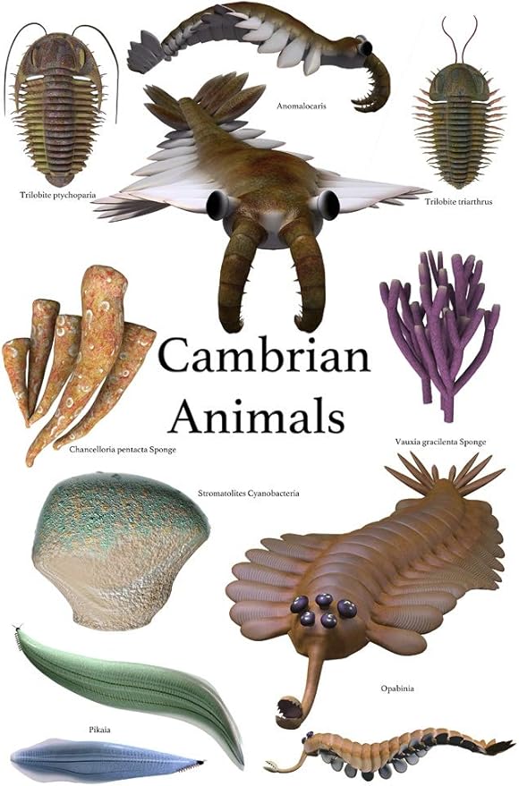 Amazon.com: Poster of prehistoric animals during the Cambrian period ...