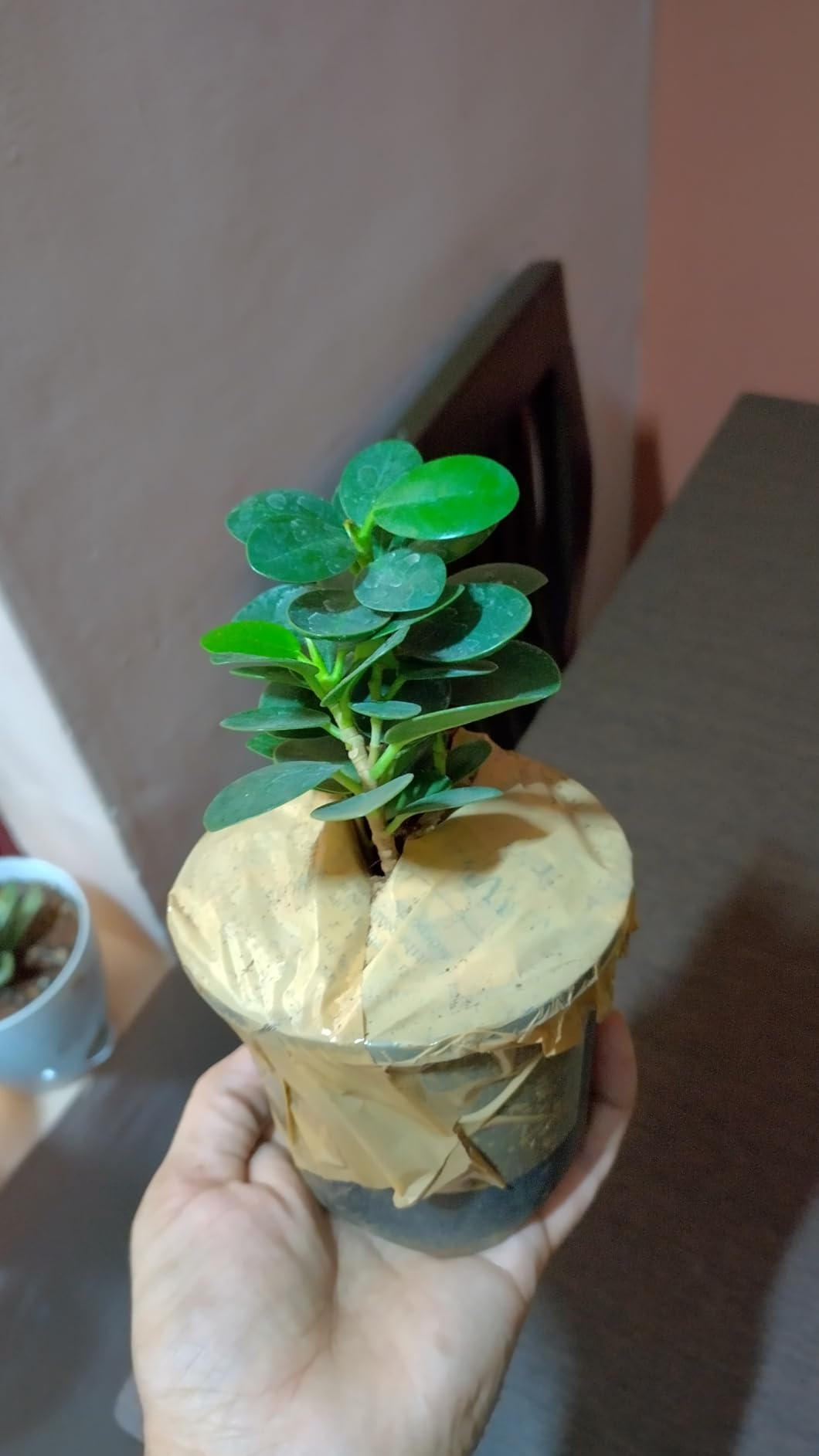 Root Bridges Indoor Ficus Microcarpa Plant (Pot Included) : Amazon.in ...
