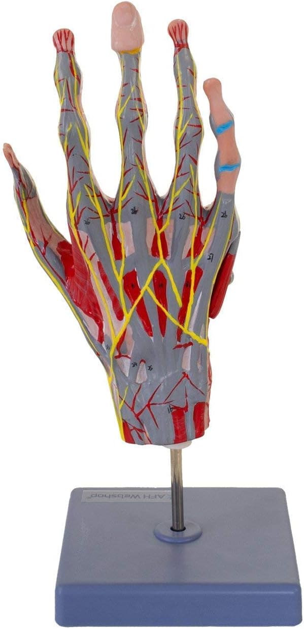 Amazon.com: KINOFU Educational Model, Hand Skeleton Model Multipart and ...