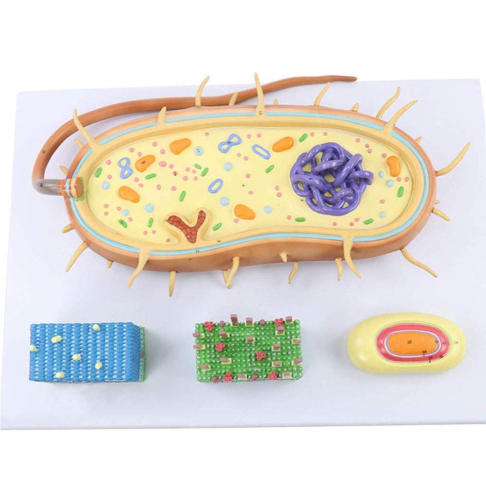 Buy Bacterial Cell Nucleus Anatomy - Biological Anatomy Nucleus ...