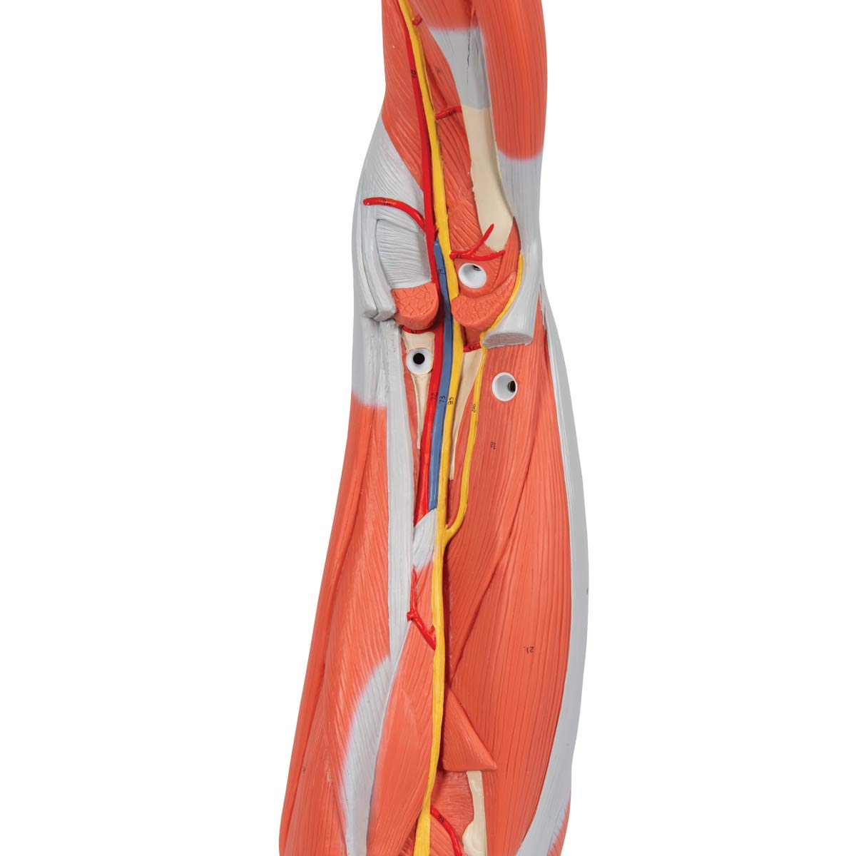 3B Scientific M20 9 Part, 3/4 Life Size Muscle Leg Model, 10.2" Length ...