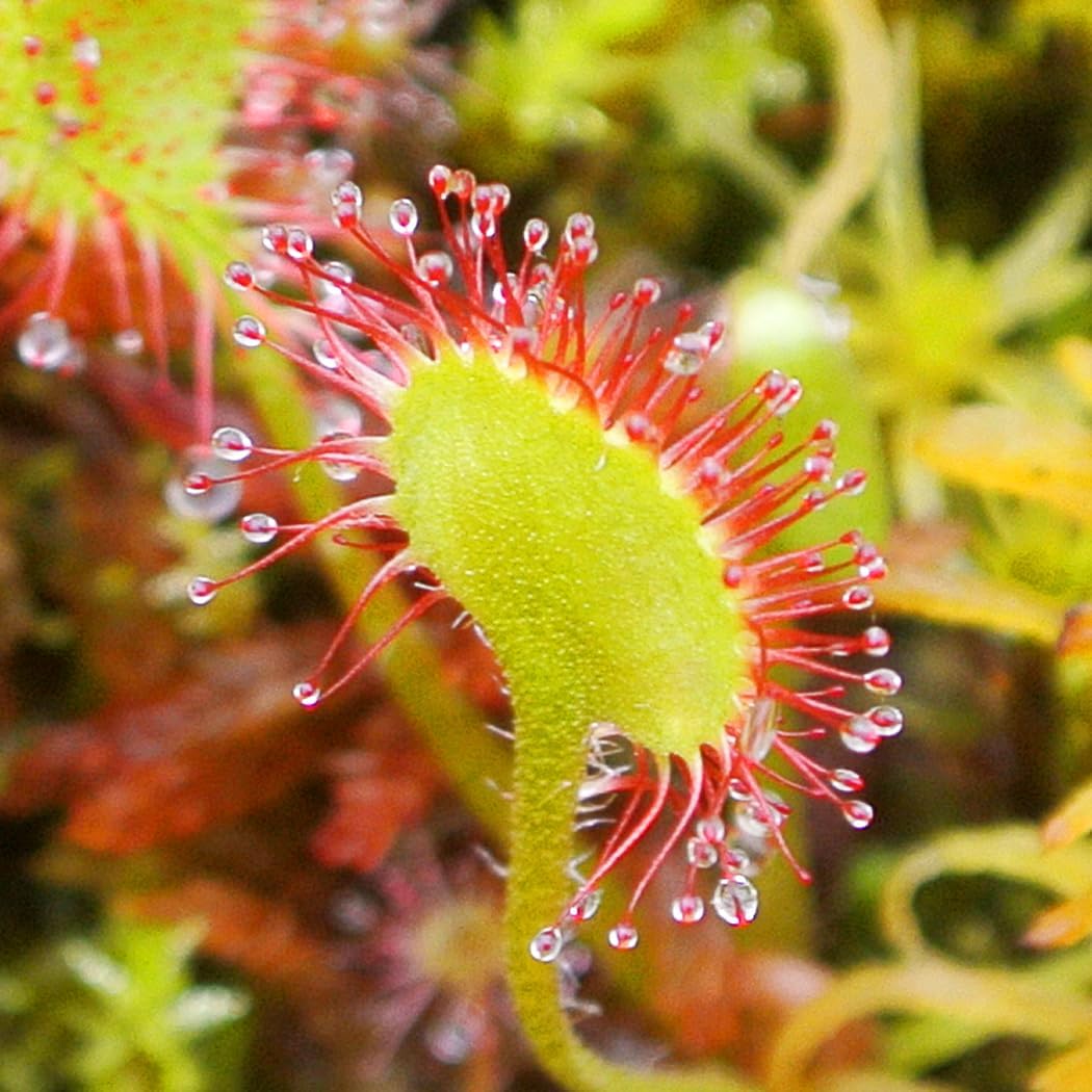 Sundew Seeds - Drosera Rotundifolia Carnivorous - 5 Seeds : Amazon.co ...