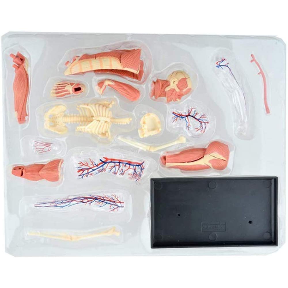 Human Muscle And Skeleton Anatomy Model - 46 Detachable Organs And Body ...