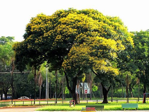 Creative Farmer Tree Seeds : Yellow Gold Mohur - Shade Tree Apartments ...