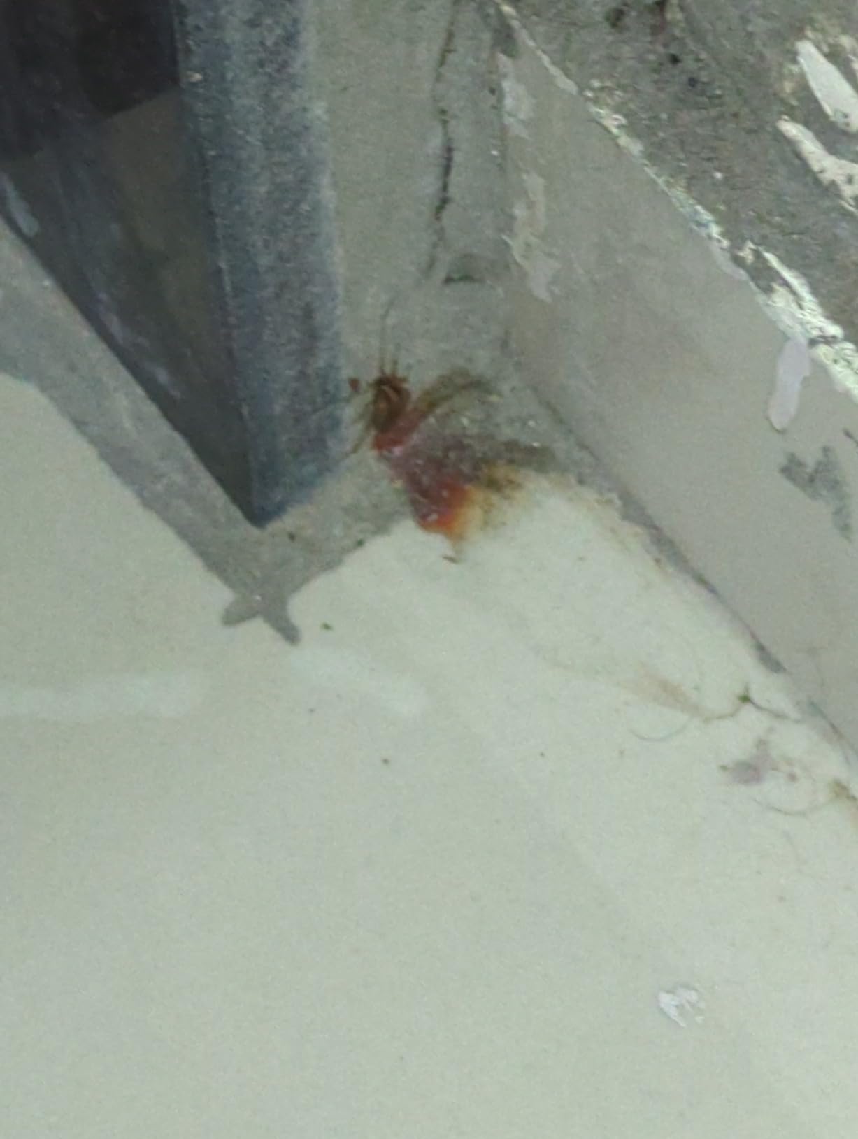 GETOUT Anti Roach Paste Cockroach Killer Gel - 180 Grams (Pack of 4 ...