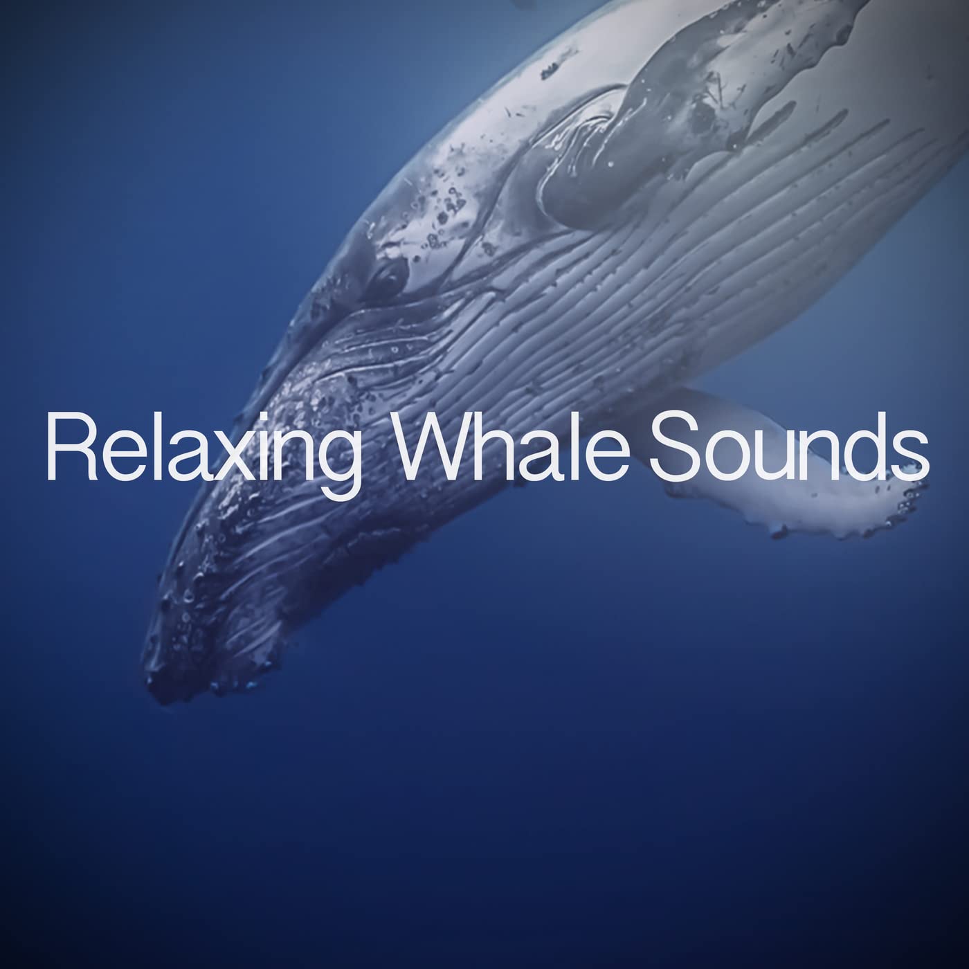 Song of the Humpback Whale song by Robbins Island Music Group from ...