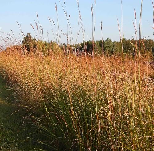 Best Big Bluestem Grass Seed: Your Ultimate Guide to a Lush Prairie ...