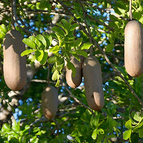 Rameshvar Enterprises | Sausage Tree (Balam kheera) : Amazon.in: Garden ...