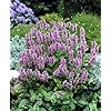 Amazon.com : Catmint Seeds - 'Pink Cat'- Nepeta nervosa - Compact, heat ...