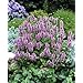 Amazon.com : Catmint Seeds - 'Pink Cat'- Nepeta nervosa - Compact, heat ...