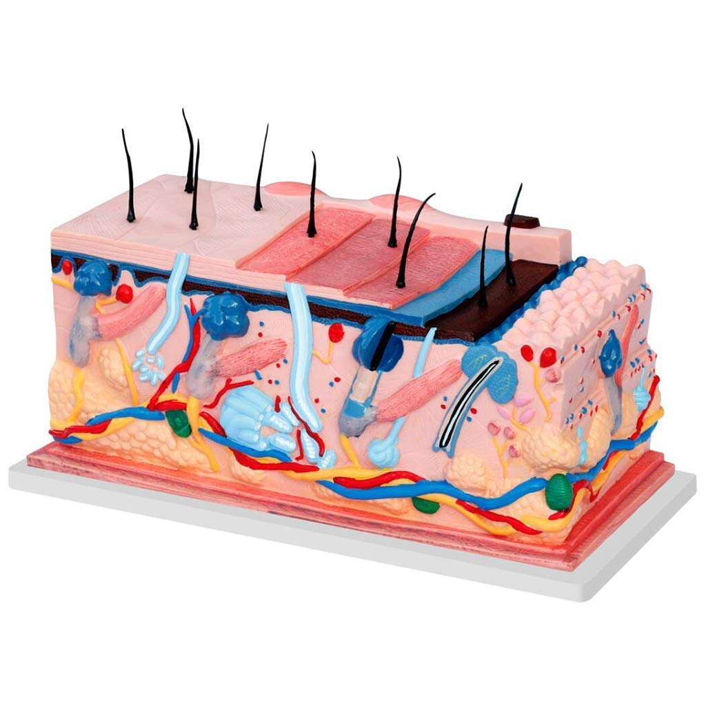 Educational Model Skin Structure Model Medical Anatomical Human Skin ...