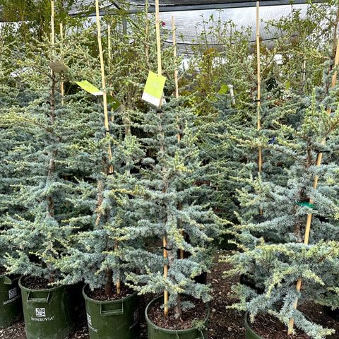Amazon.com : Simply Trees Horstmann Blue Atlas Cedar - 4-5 Ft, Green ...