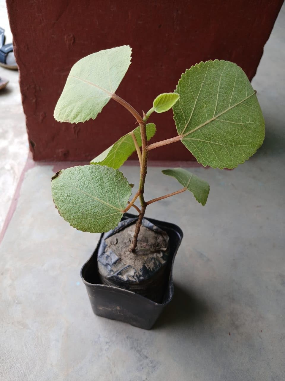 The Green Beach Live Original Poona Variety All Time Anjeer Fig Plant ...