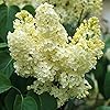 Amazon.com : Primrose Yellow French Lilac ( syringa ) - Live Plant ...