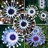 Exotic Blue Daisy Plants Flower 20 Seeds Pack : Amazon.in: Garden ...
