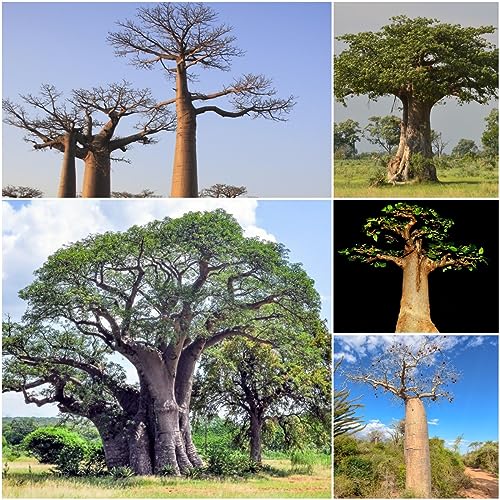 Baobab en maceta: la mejor opción para tener un árbol exótico y fácil ...