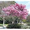 Amazon.com : Heirloom 10 Seeds Tabebuia Heterophylla - Pink Trumpet ...