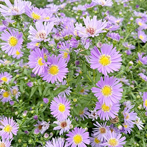 Aster novi-belgii - How to grow & care