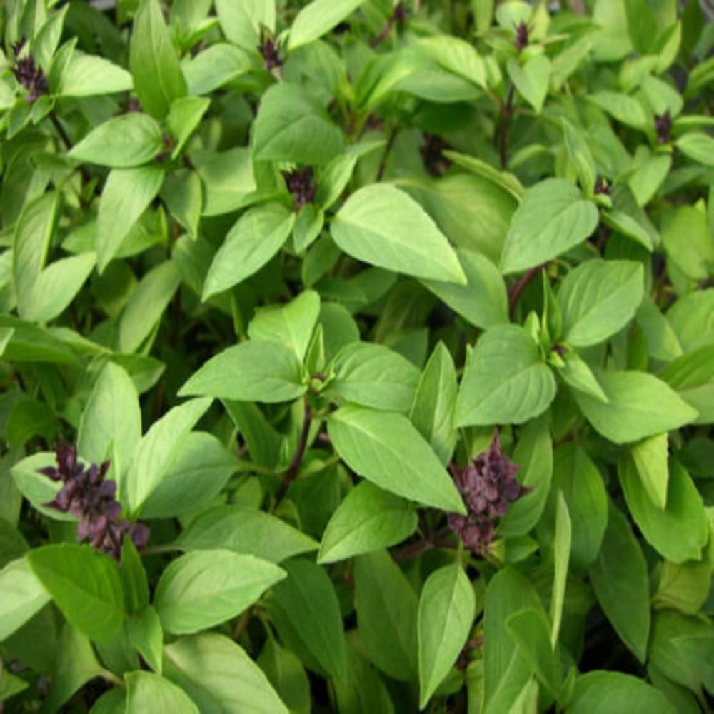 Amazon.com : 500 Siam Queen Thai Basil Seeds Heirloom Garden Planting ...